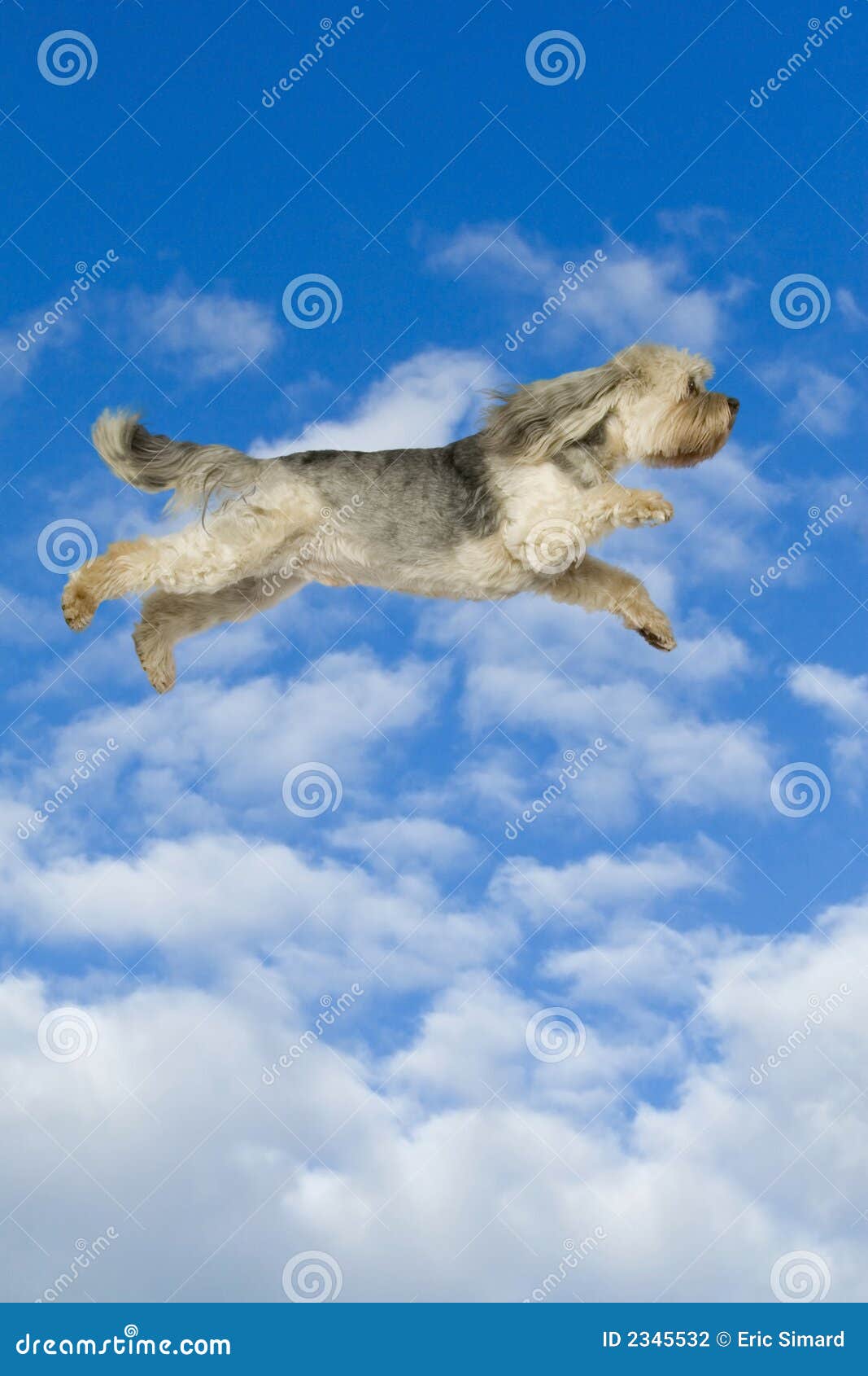 Flying dog stock photo. Image of fluffy, comical, white - 2345532
