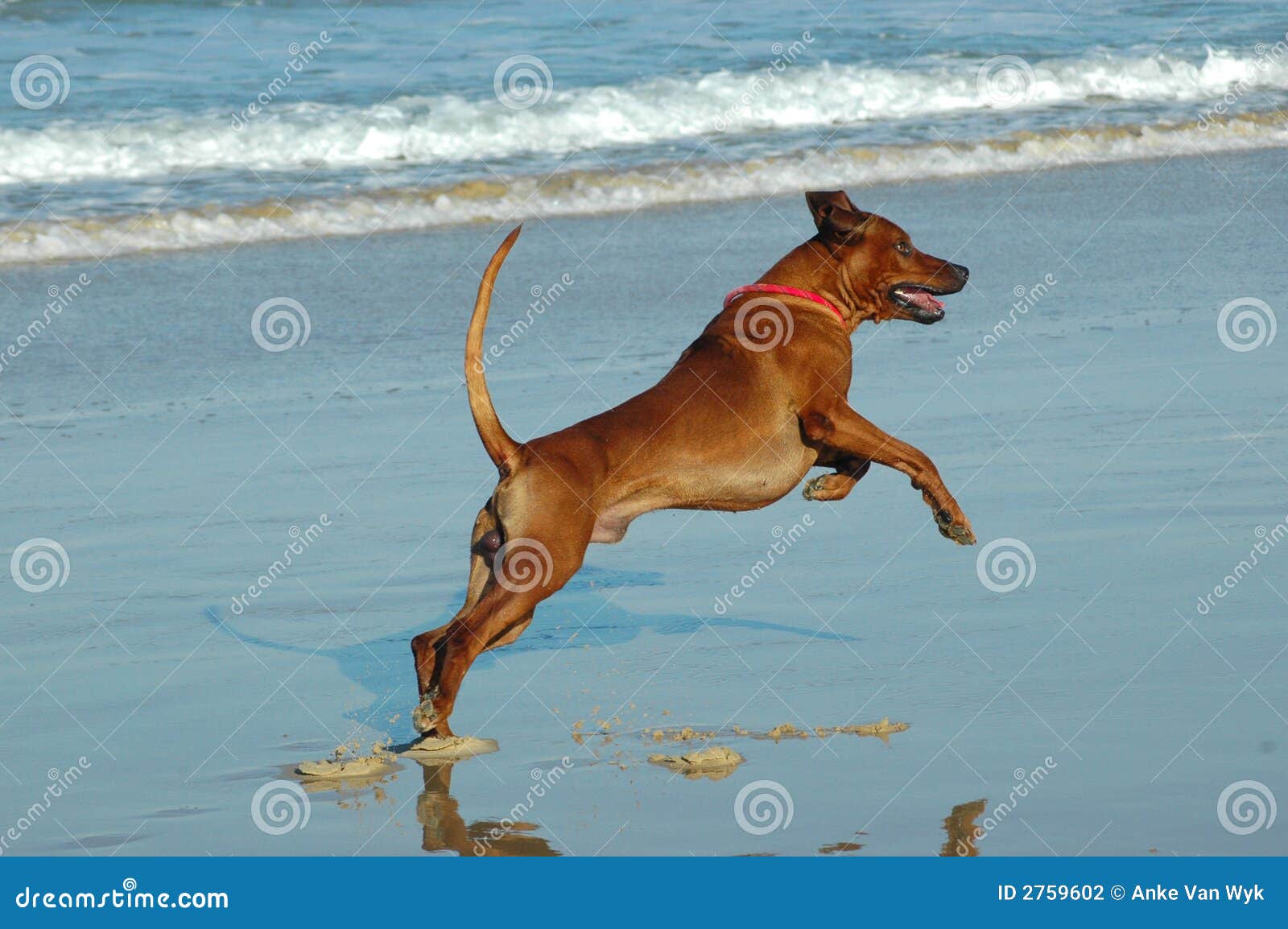Flying dog stock photo. Image of africa, animals, enjoying - 2759602