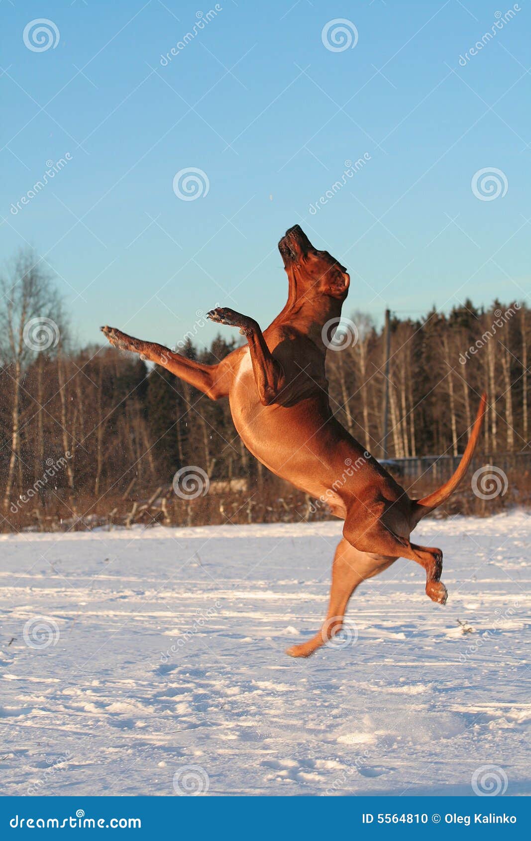Flying dog stock photo. Image of breed, flying, brown - 5564810