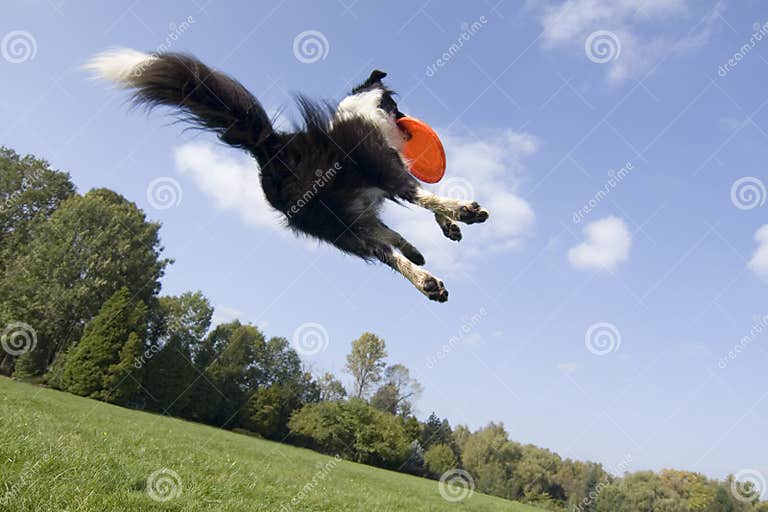 Flying dog stock image. Image of domestic, collie, jump - 6731403
