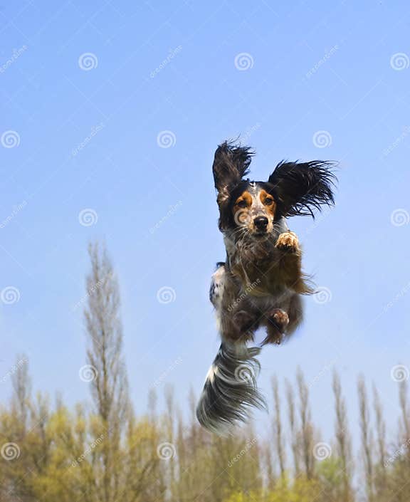 A flying dog! stock image. Image of life, happy, excited - 8818425