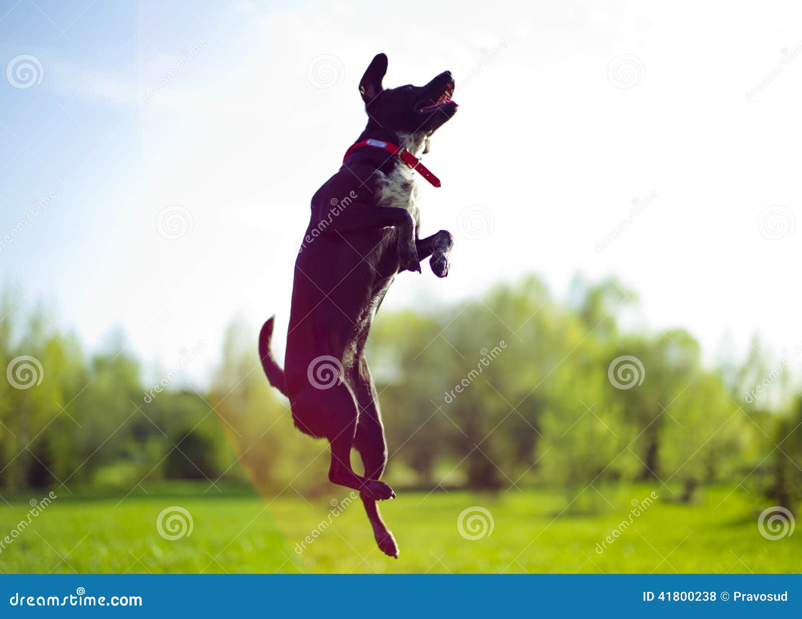Flying dog stock photo. Image of playing, puppy, ecstasy - 41800238