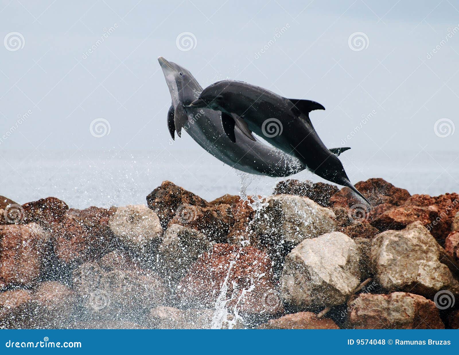 Flying Dolphins stock photo. Image of marine, jumping - 9574048