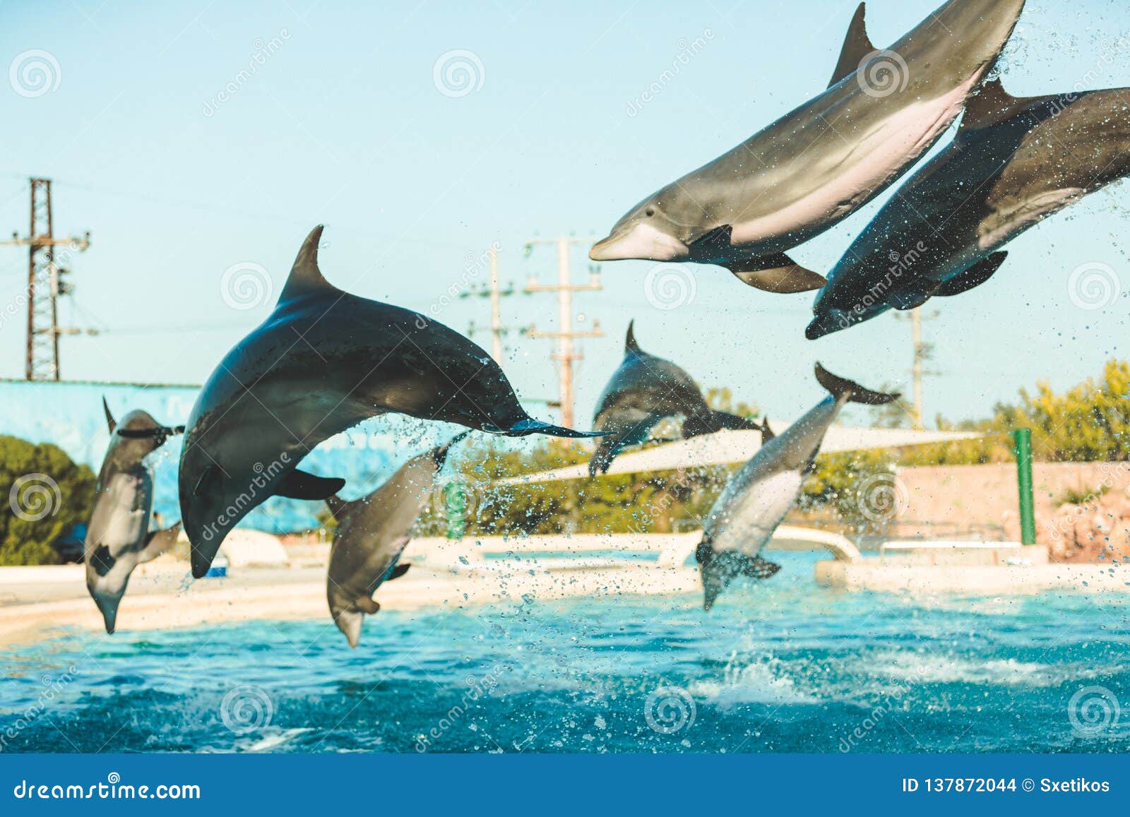 Flying Dolphins stock photo. Image of park, performing - 137872044