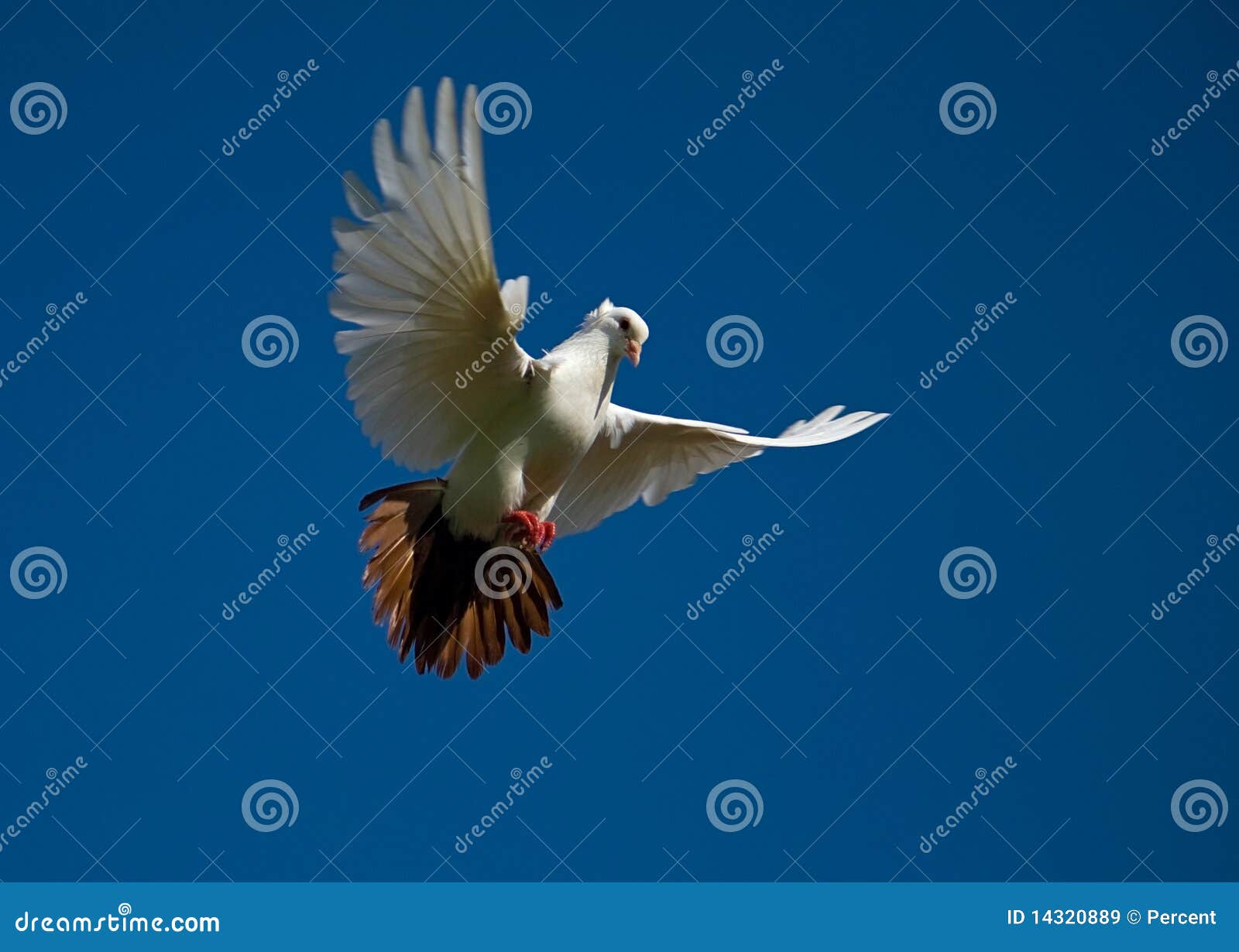 Flying dove stock image. Image of tall, beautiful, hope - 14320889