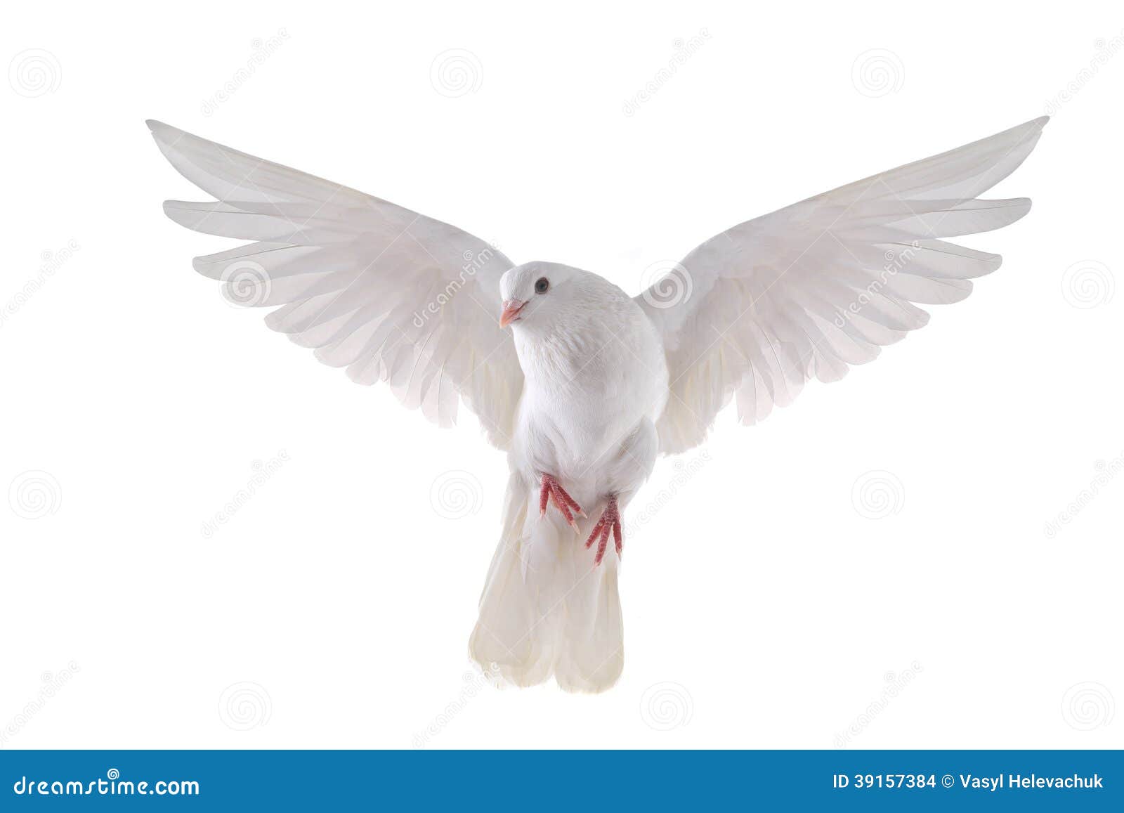 Flying dove stock photo. Image of symbol, holy, peace - 39157384