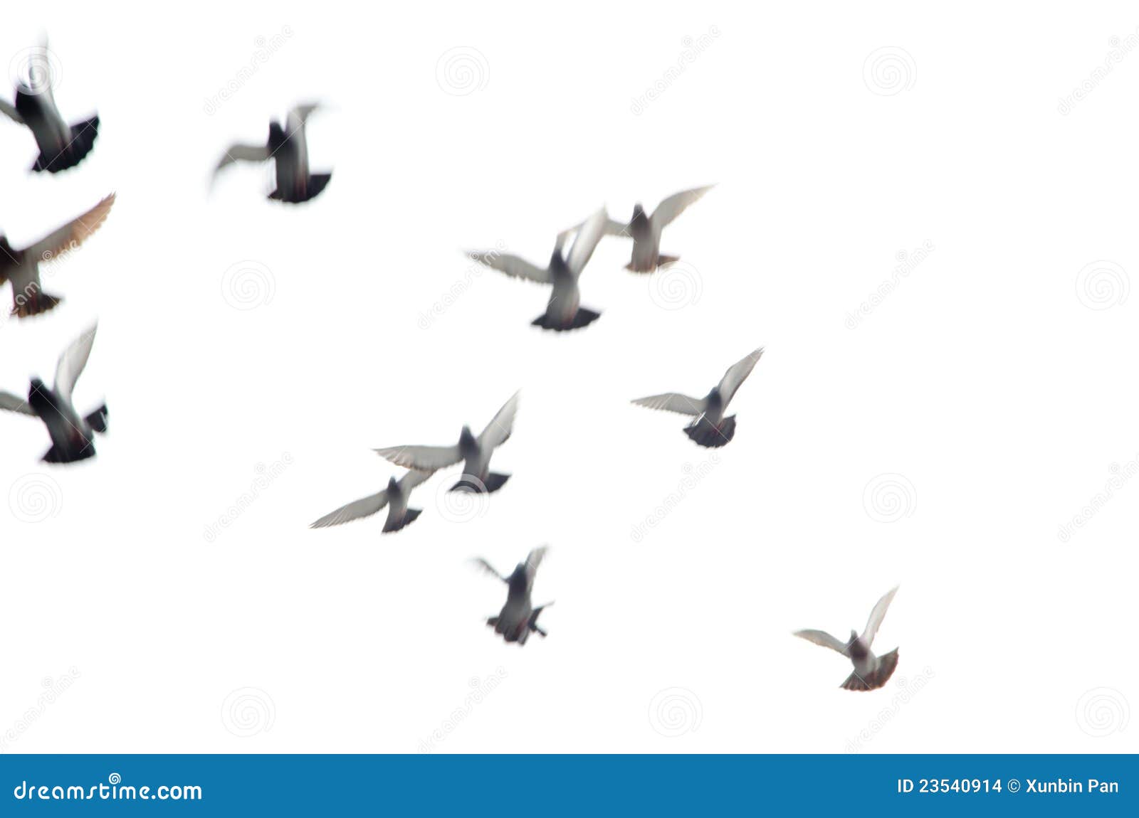 Flying dove group stock photo. Image of outdoors, nature - 23540914