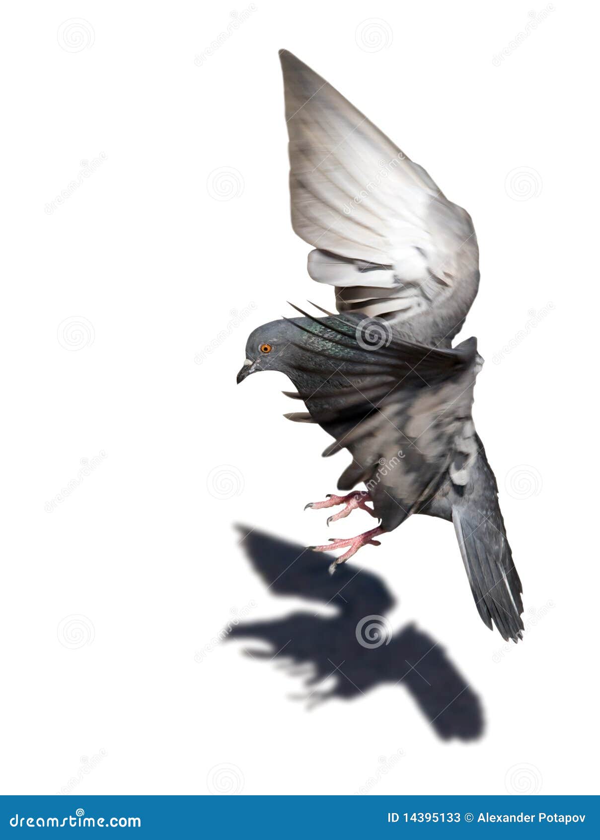 Flying Dove Isolated on White Stock Image - Image of purity, harmony ...