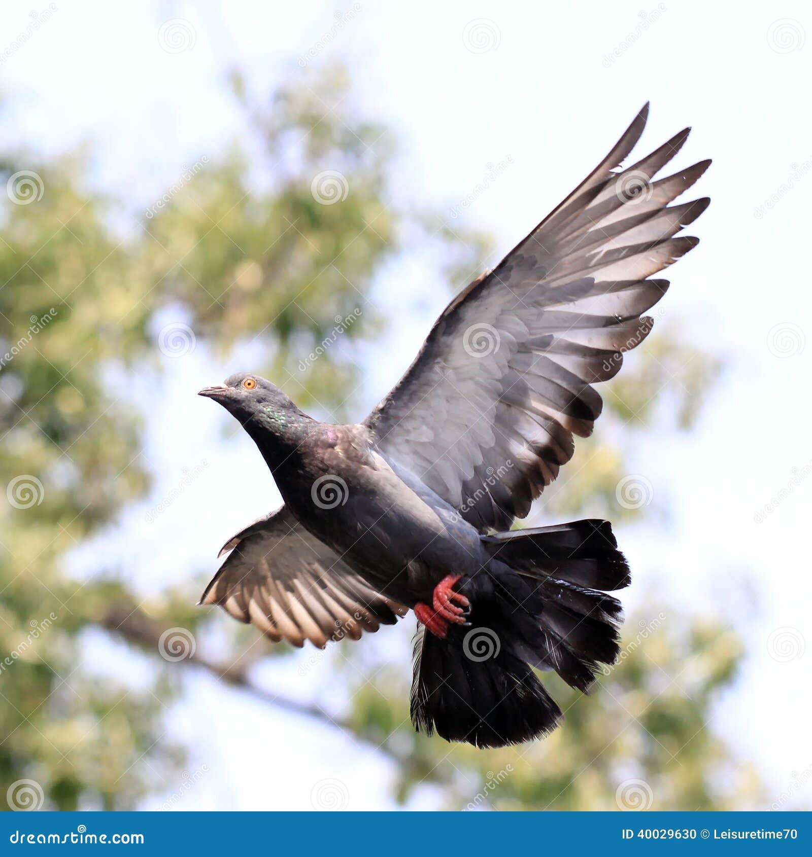 Flying dove stock photo. Image of nature, wings, bird - 40029630