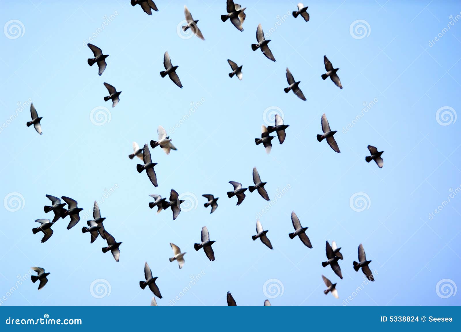 Flying doves stock photo. Image of purity, soaring, high - 5338824