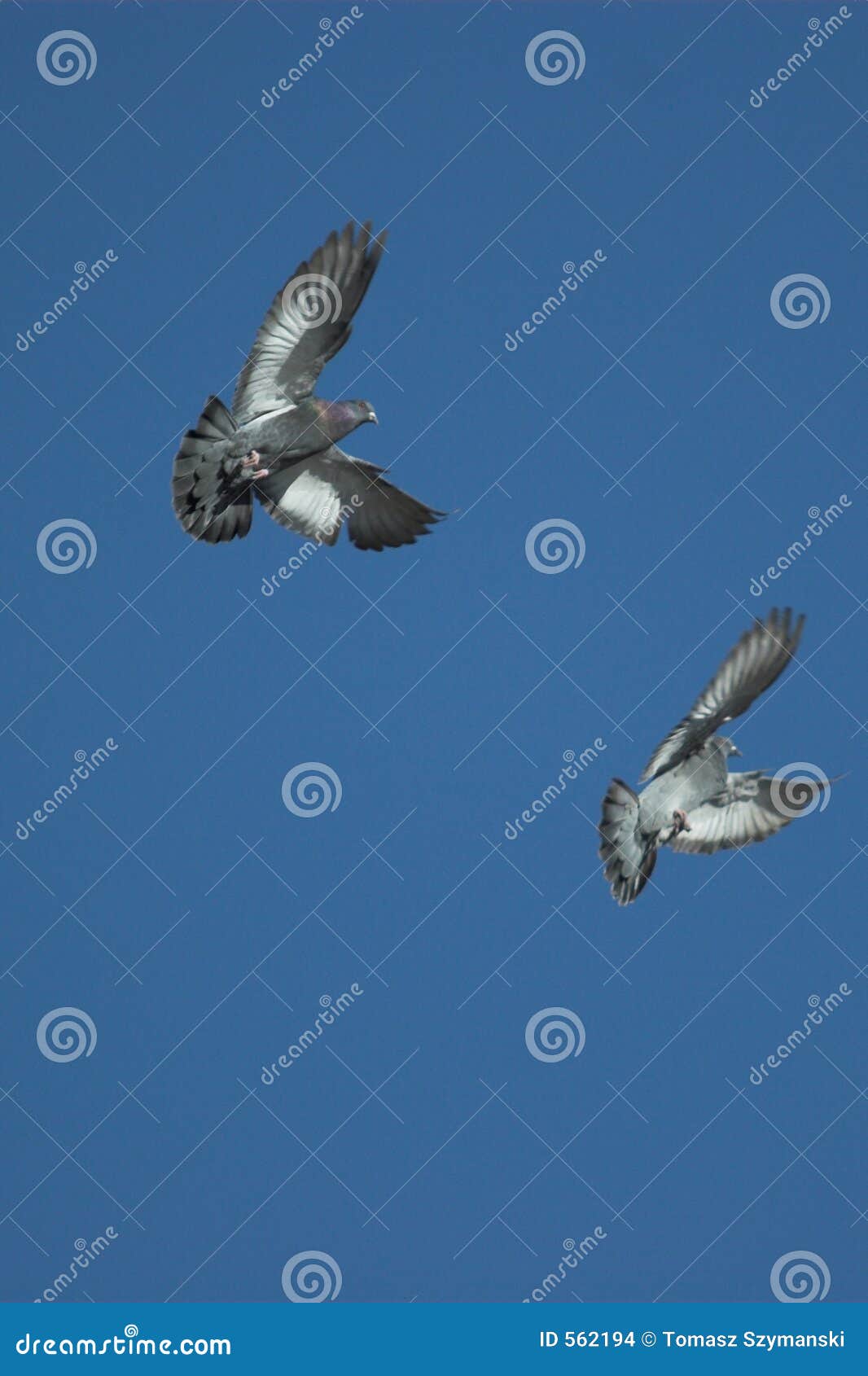 Flying Doves stock photo. Image of birds, dove, tails, bird - 562194