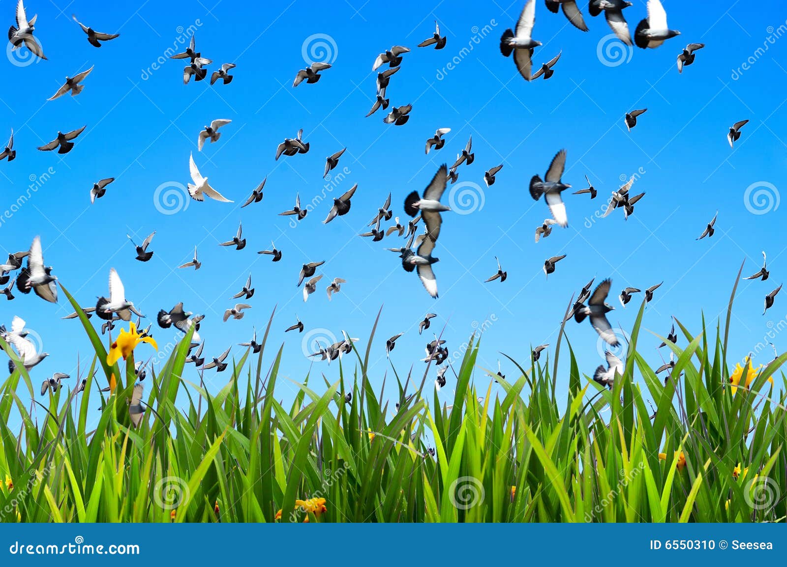 Flying doves stock photo. Image of outdoors, grow, landscape - 6550310