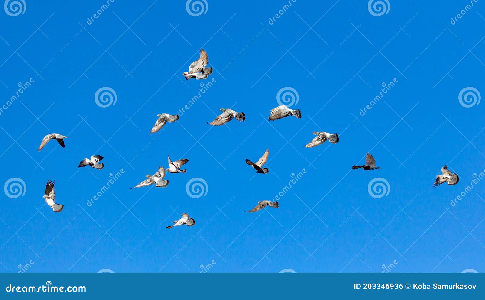 Flying Doves in the Blue Sky. Animal S Stock Photo - Image of feather ...