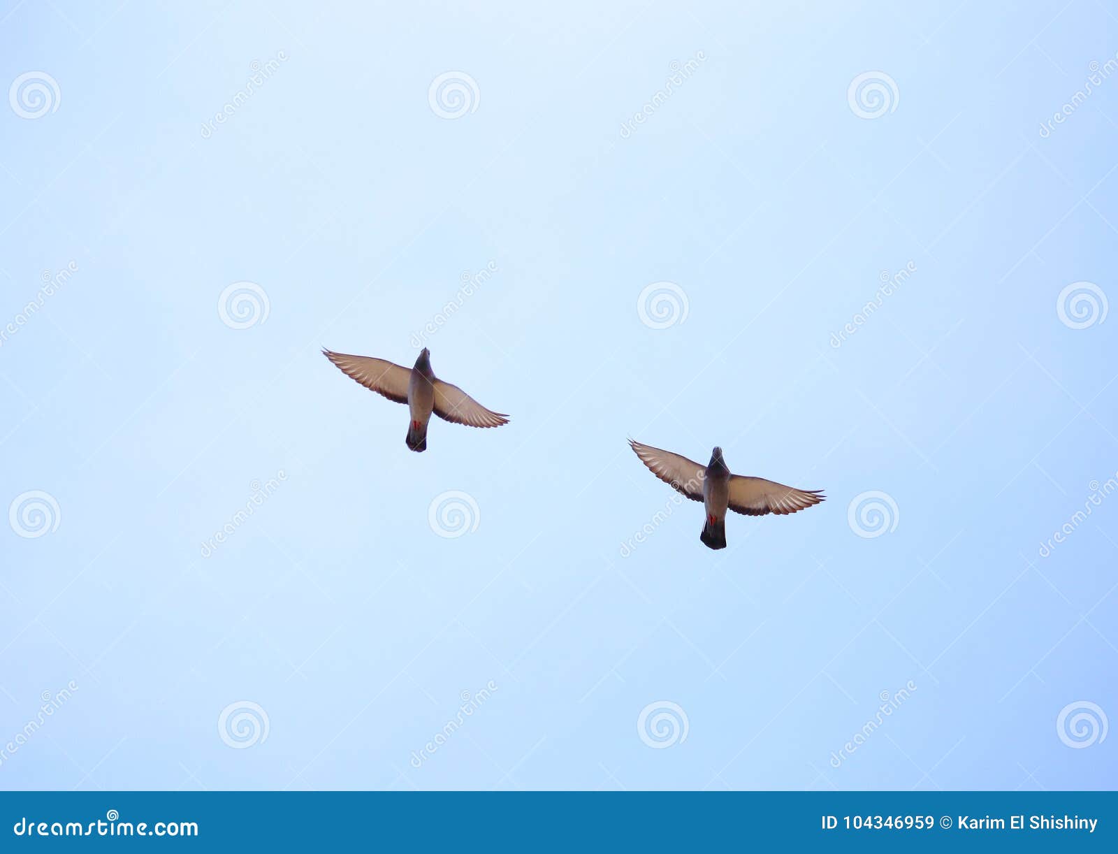 The Flying Doves stock image. Image of birds, doves - 104346959