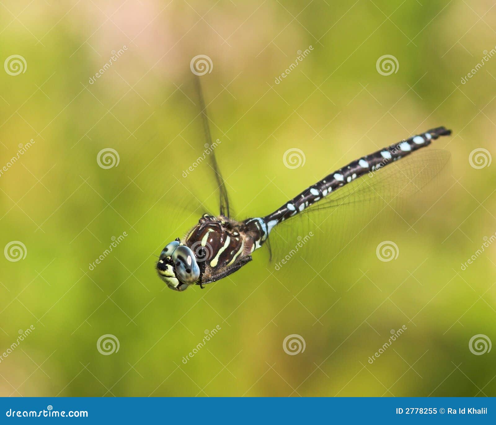 Flying Dragon stock image. Image of still, wildlife, floating - 2778255