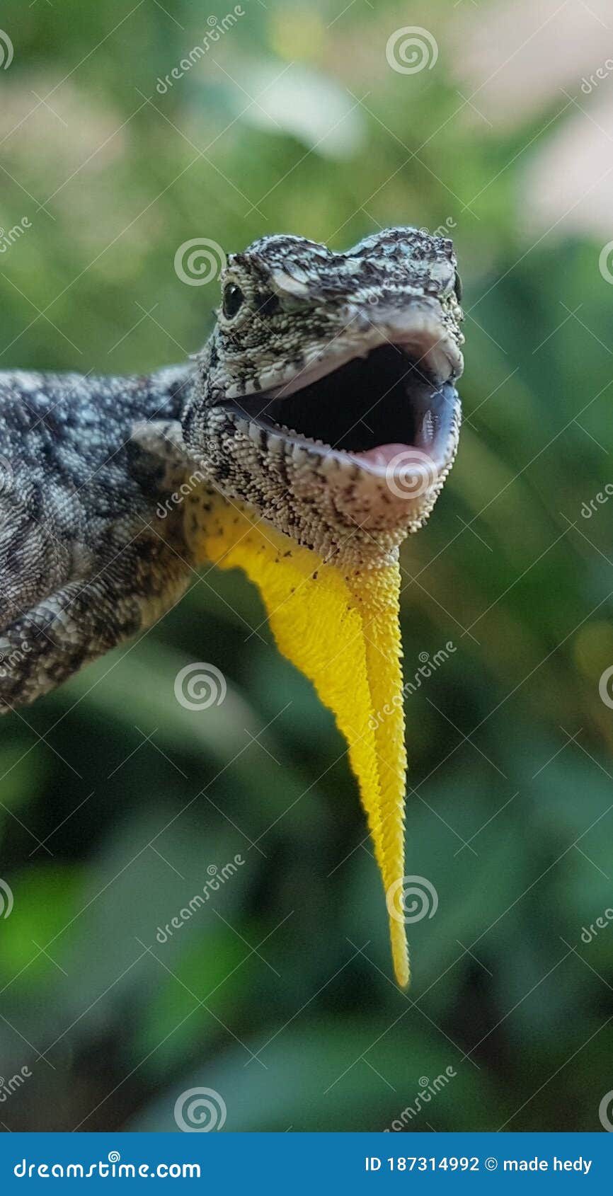 Flying Dragon Dracoin Bali Forest 2 Stock Photo - Image of flying ...