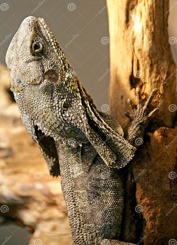 Flying Dragon Lizard 2 stock photo. Image of species, flying - 2231830