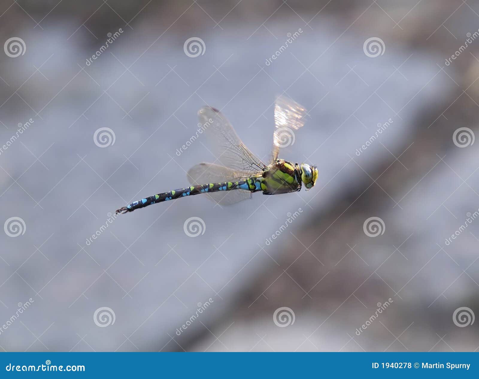 Flying Dragonfly With Blue Sky Background Royalty-Free Stock Photo ...