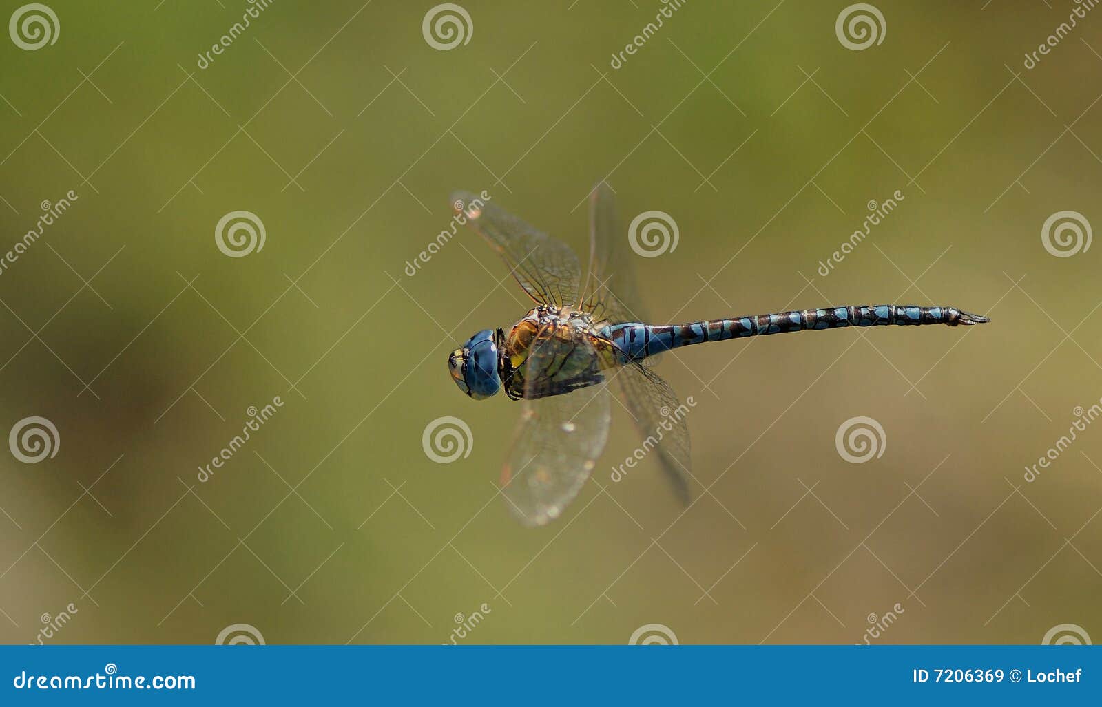 Flying Dragonfly With Blue Sky Background Royalty-Free Stock Photo ...