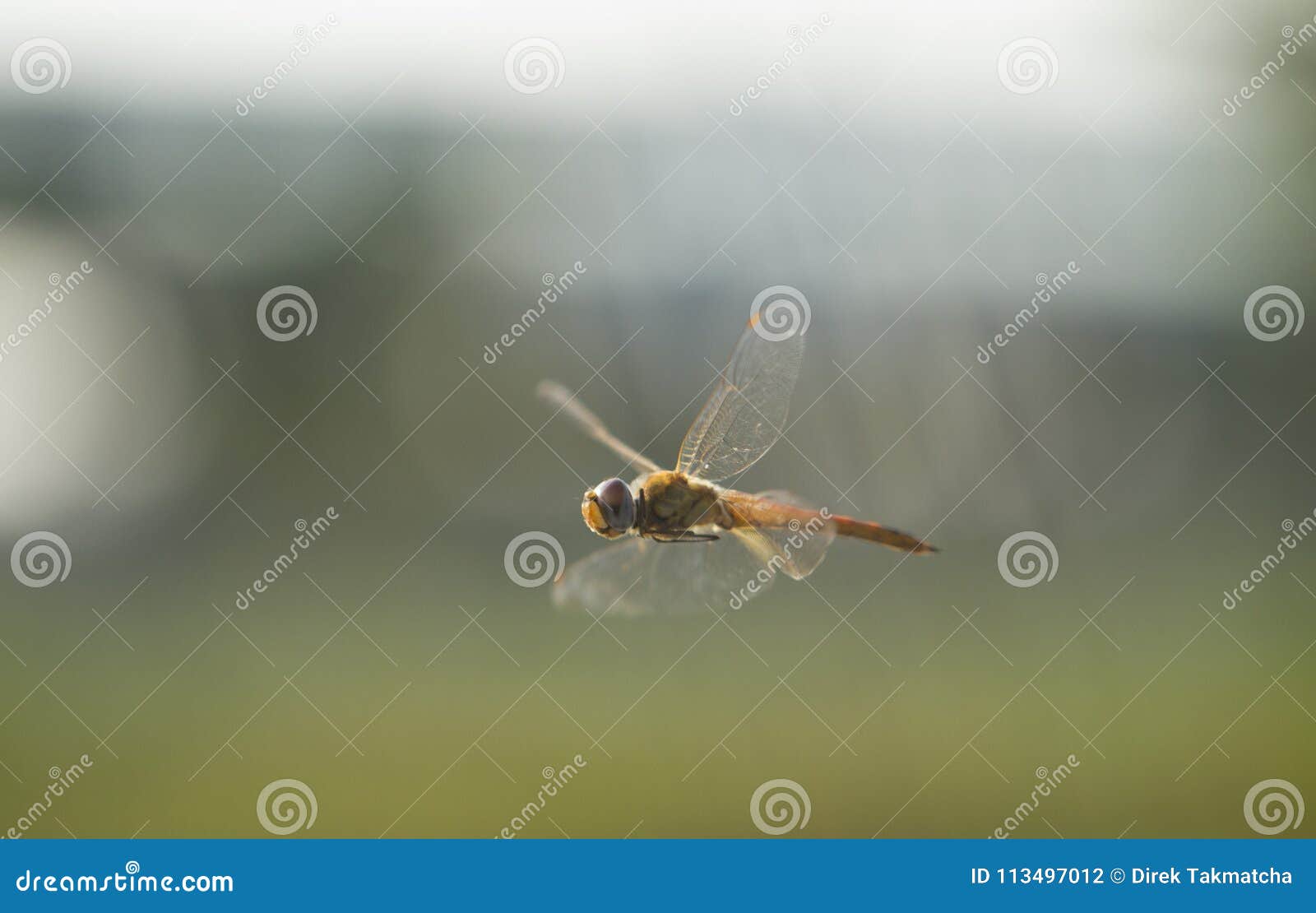 Flying Dragonfly With Blue Sky Background Royalty-Free Stock Photo ...