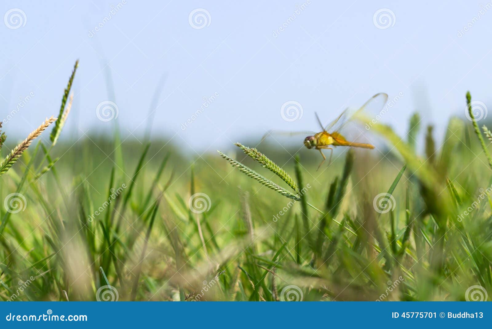 Flying Dragonfly Over Grass Stock Image - Image of country, desktop ...