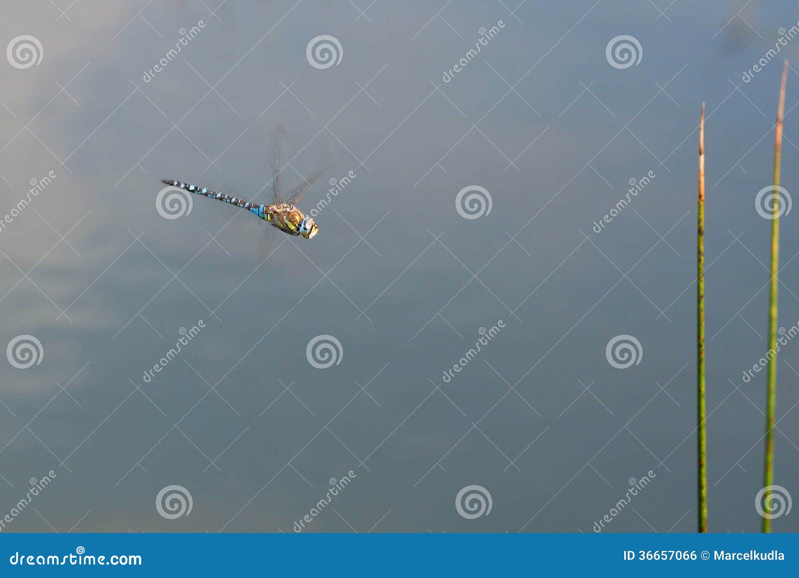 Flying dragonfly stock photo. Image of nature, insects - 36657066
