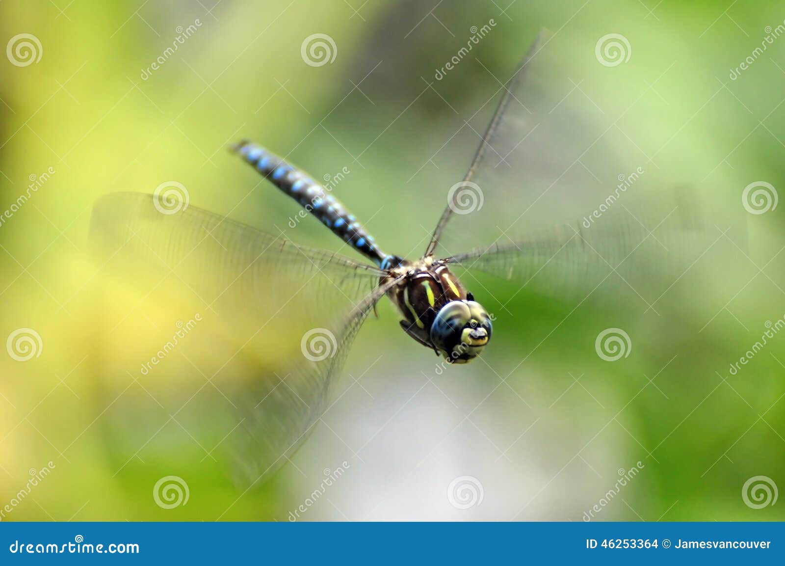 Flying Dragonfly With Blue Sky Background Royalty-Free Stock Photo ...