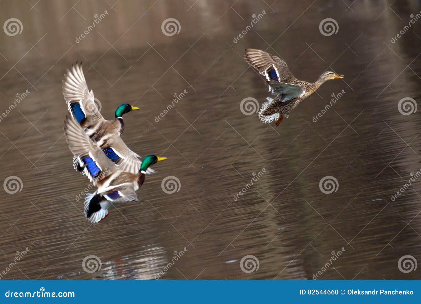 Flying Drake Mallards in Courtship Flight. Ducks Fly Over Water Stock ...