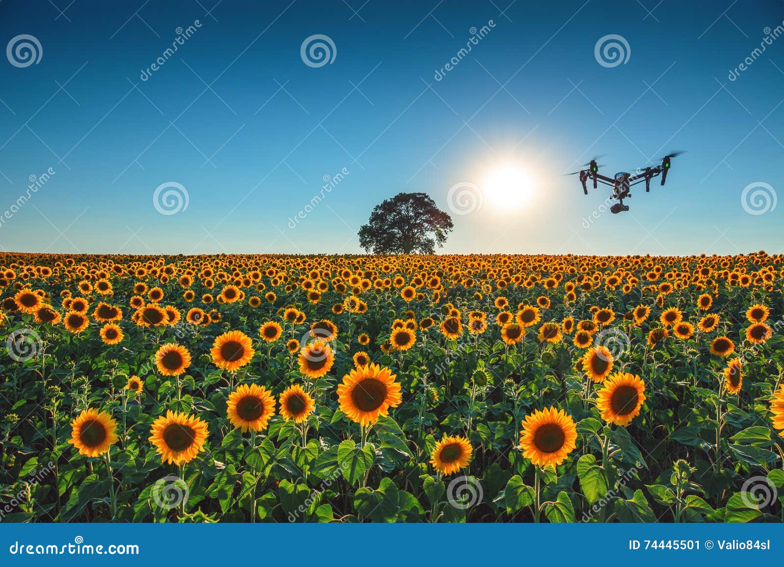 Flying Drone and Sunflower Field Stock Image - Image of landscape ...