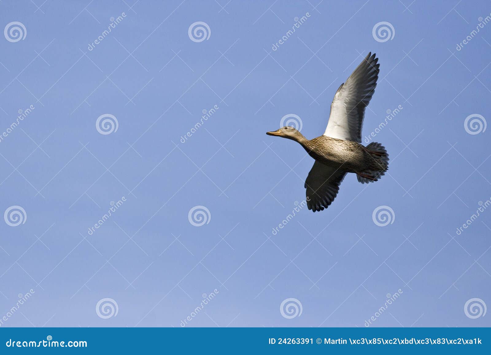 Flying duck stock image. Image of nature, anatidae, duck - 24263391