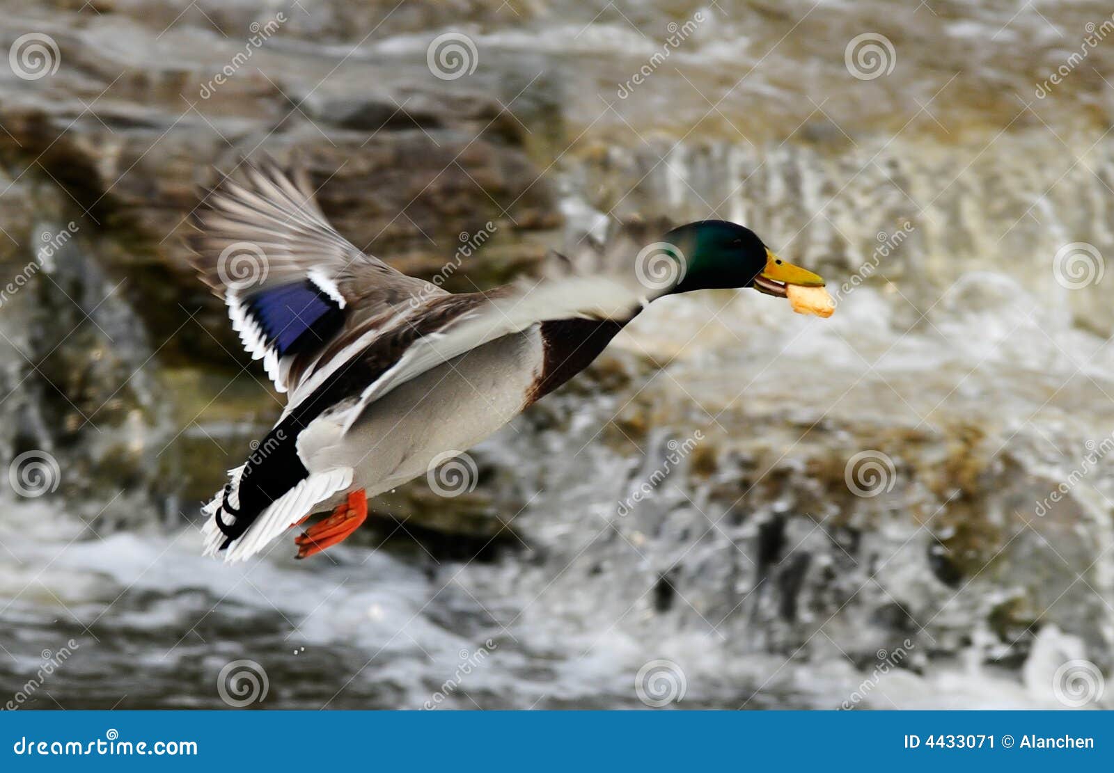 Flying duck stock image. Image of birds, blue, bird, animal - 4433071