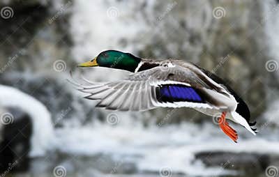 Flying duck stock photo. Image of wing, color, duck, colors - 4433132