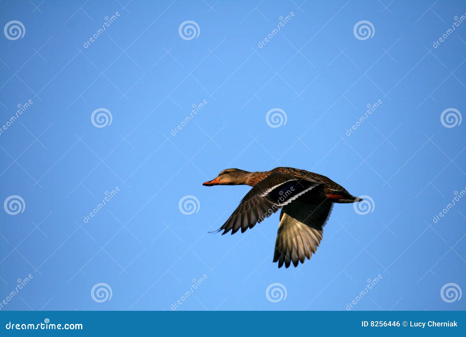 Flying Duck stock photo. Image of animals, nature, flying - 8256446
