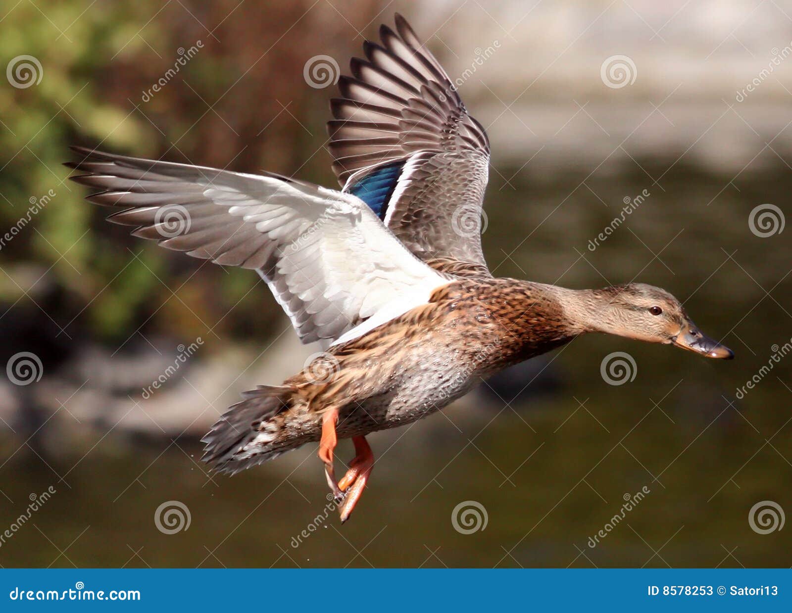 Flying duck stock image. Image of avian, natural, bird - 8578253