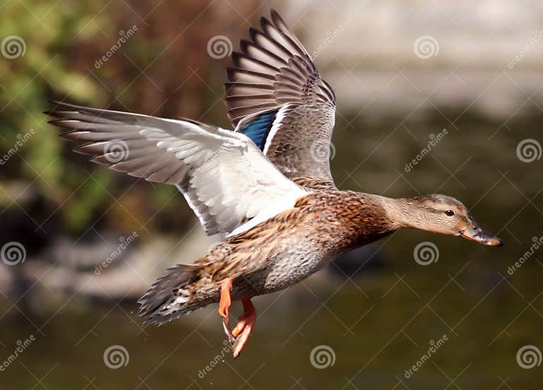 Flying duck stock image. Image of avian, natural, bird - 8578253