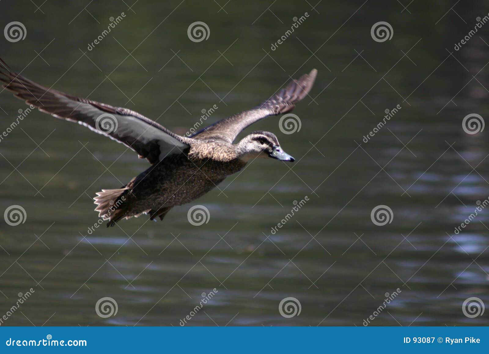 Flying duck stock image. Image of lake, flying, animal, flock - 93087