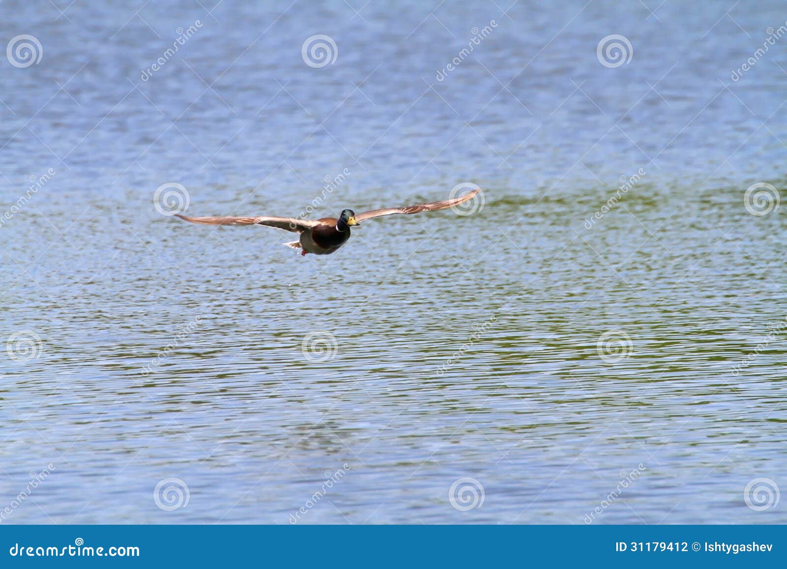 Flying Duck stock photo. Image of wildlife, hunting, motion - 31179412