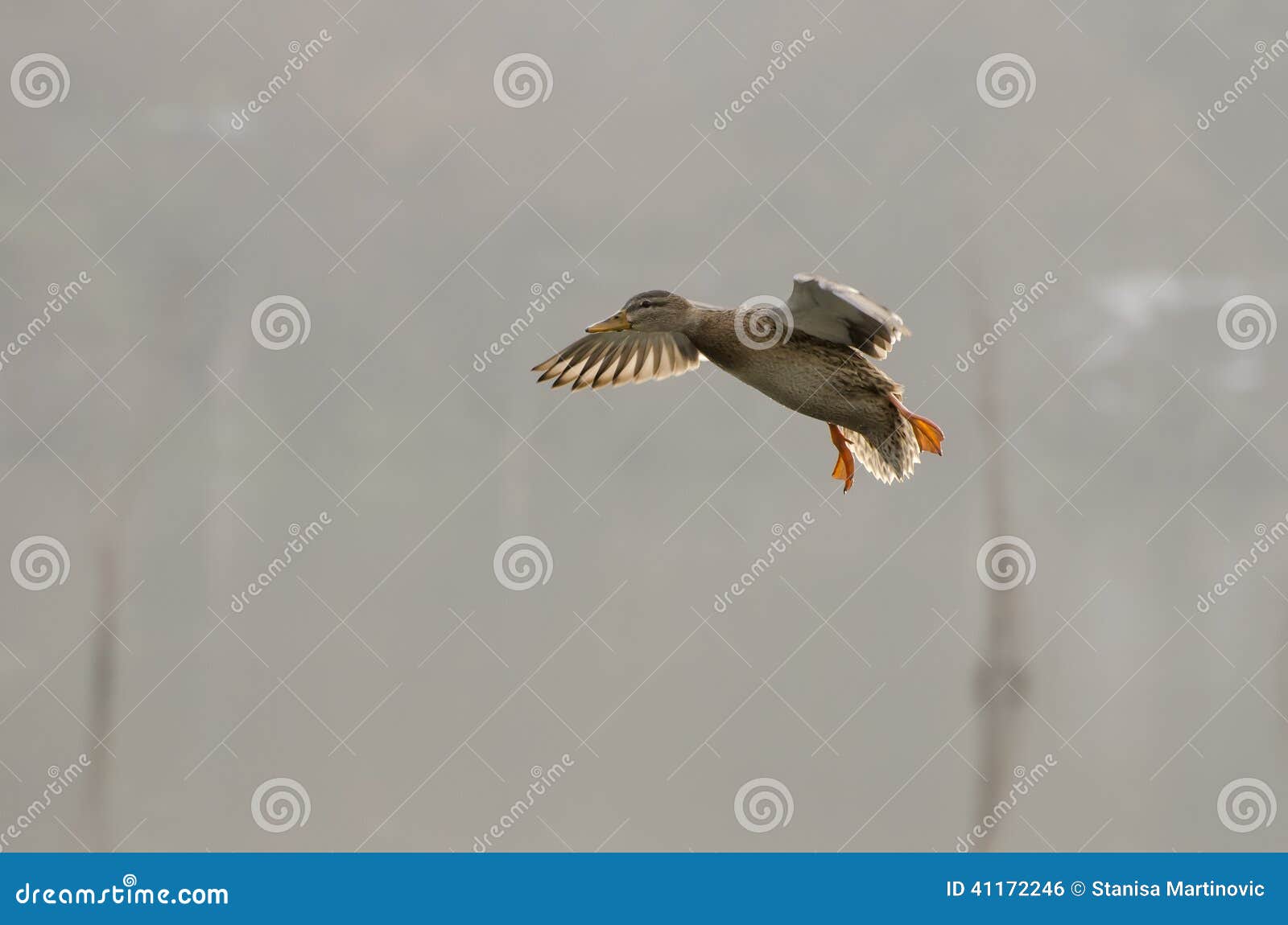 Flying duck stock photo. Image of wings, wetland, wildlife - 41172246