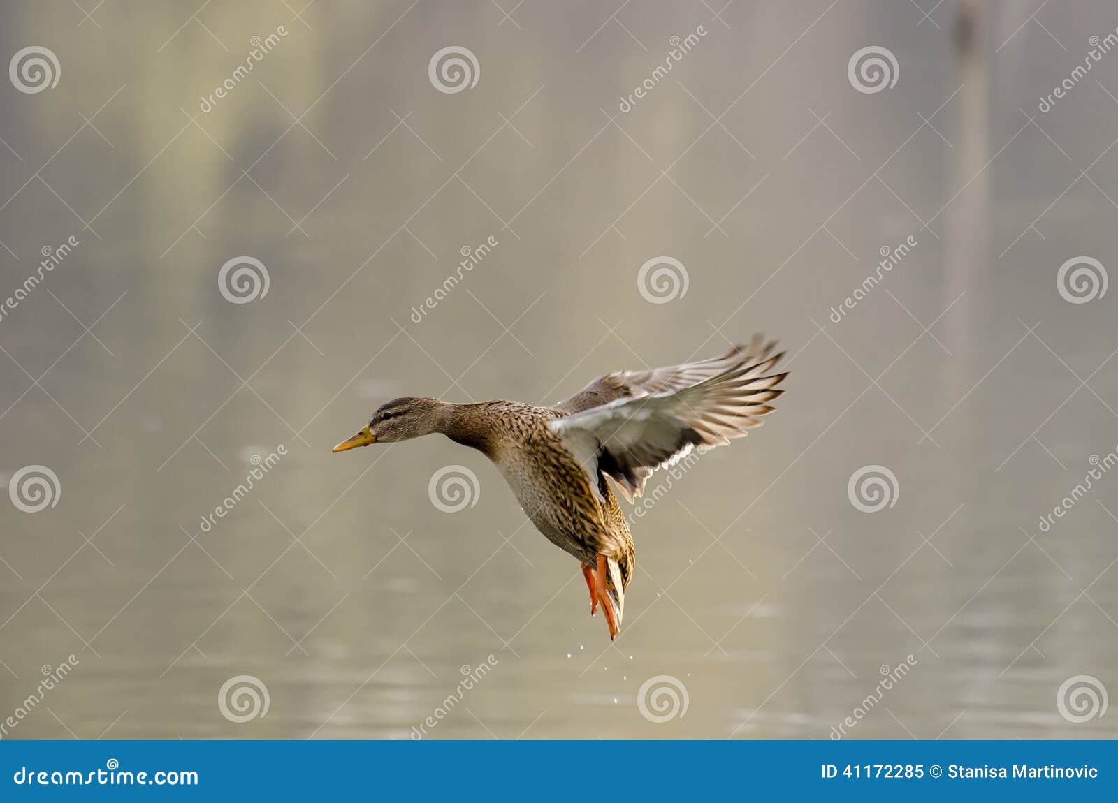 Flying duck stock image. Image of swamp, nature, flying - 41172285