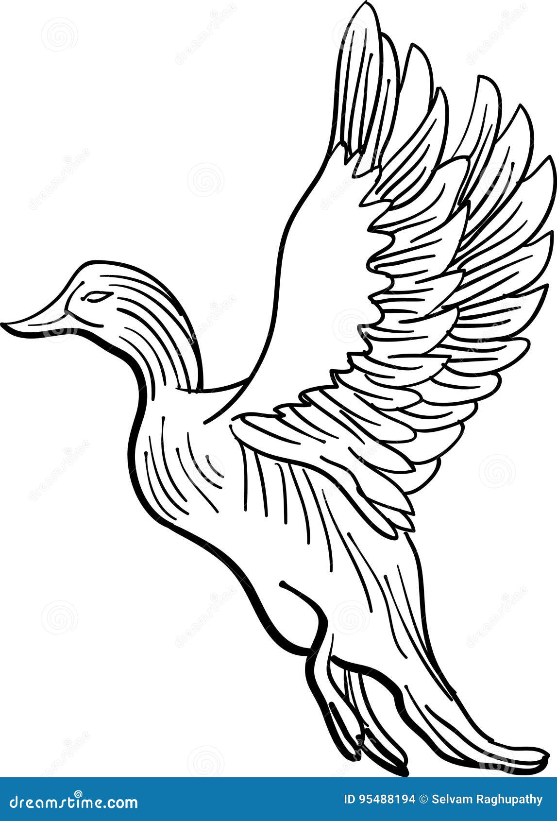 Flying duck stock vector. Illustration of flying, isolated - 95488194