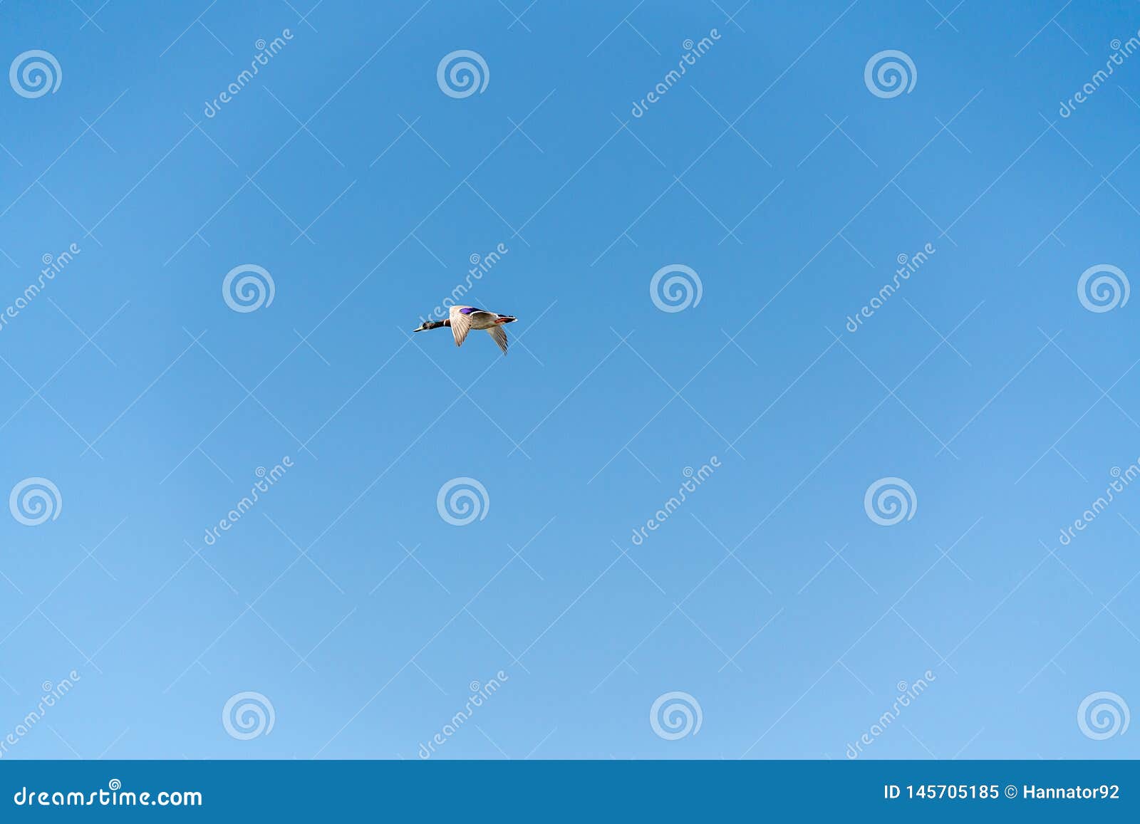 Flying Duck and Clear Blue Sky Stock Image - Image of flying, flight ...