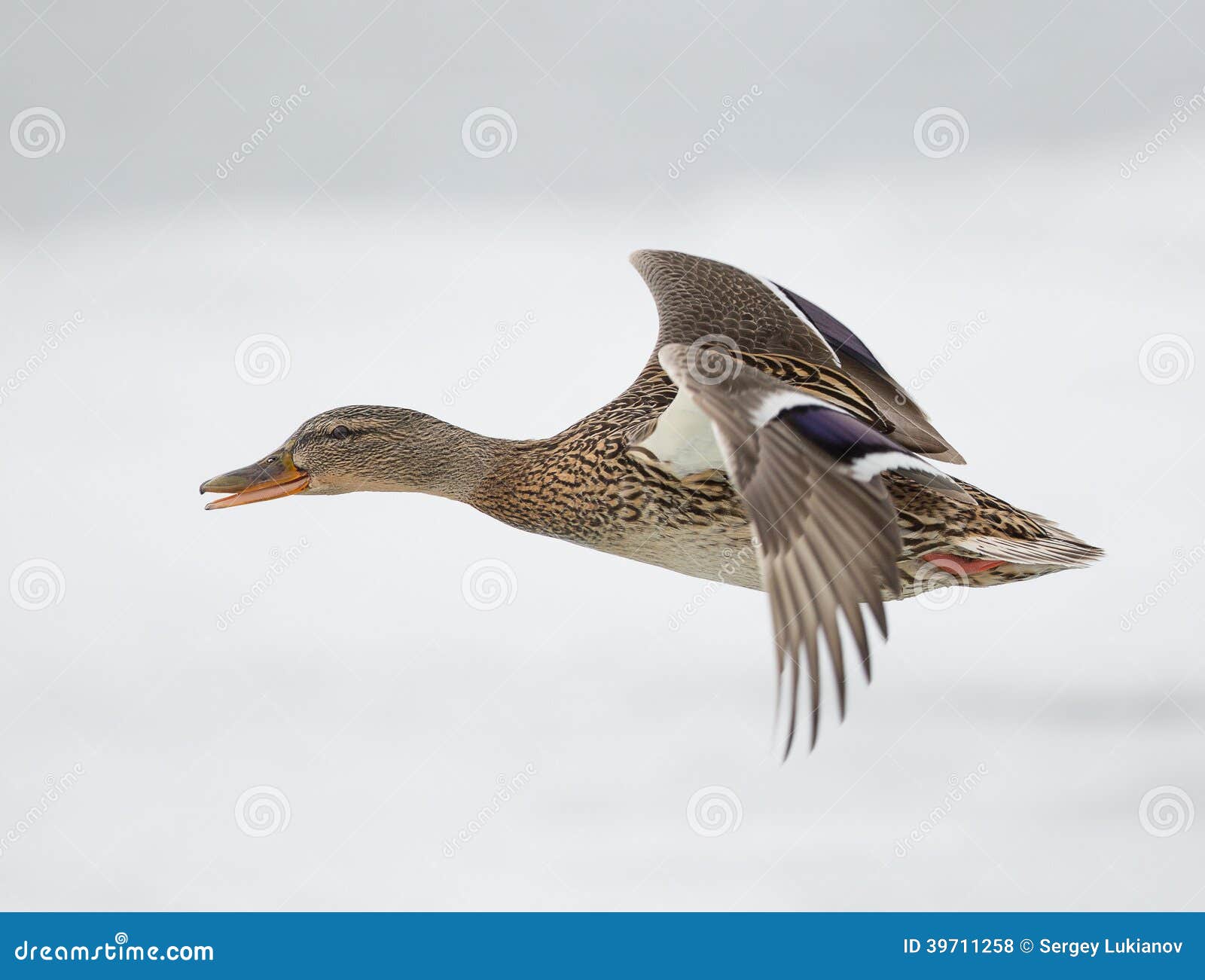 Flying duck stock photo. Image of water, winter, wild - 39711258