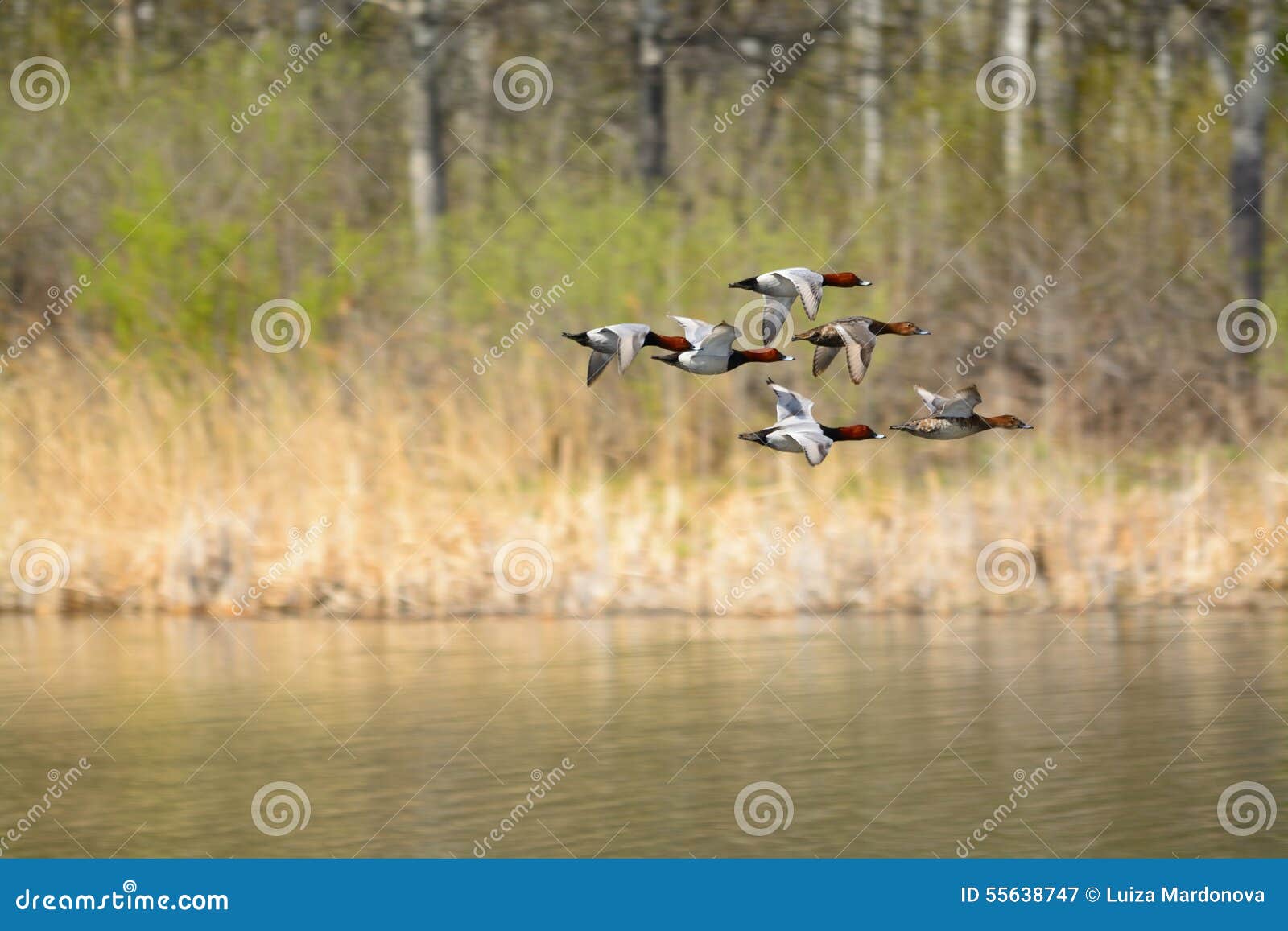 Flying duck stock image. Image of bird, horizon, water - 55638747