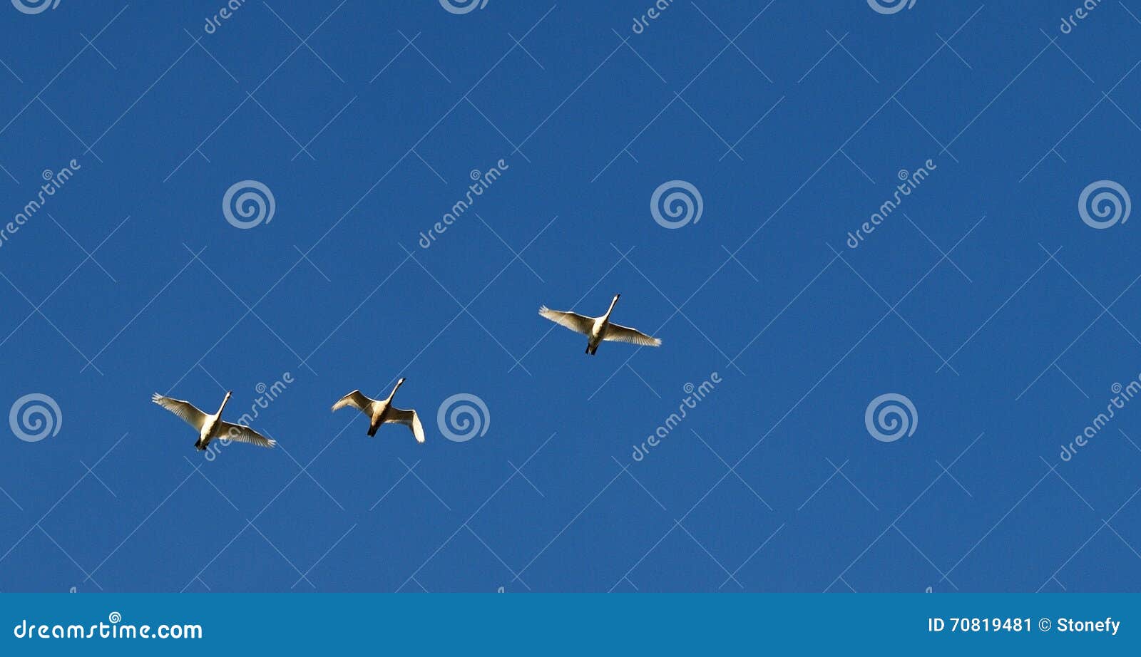 Flying duck group stock image. Image of aquatic, male - 70819481