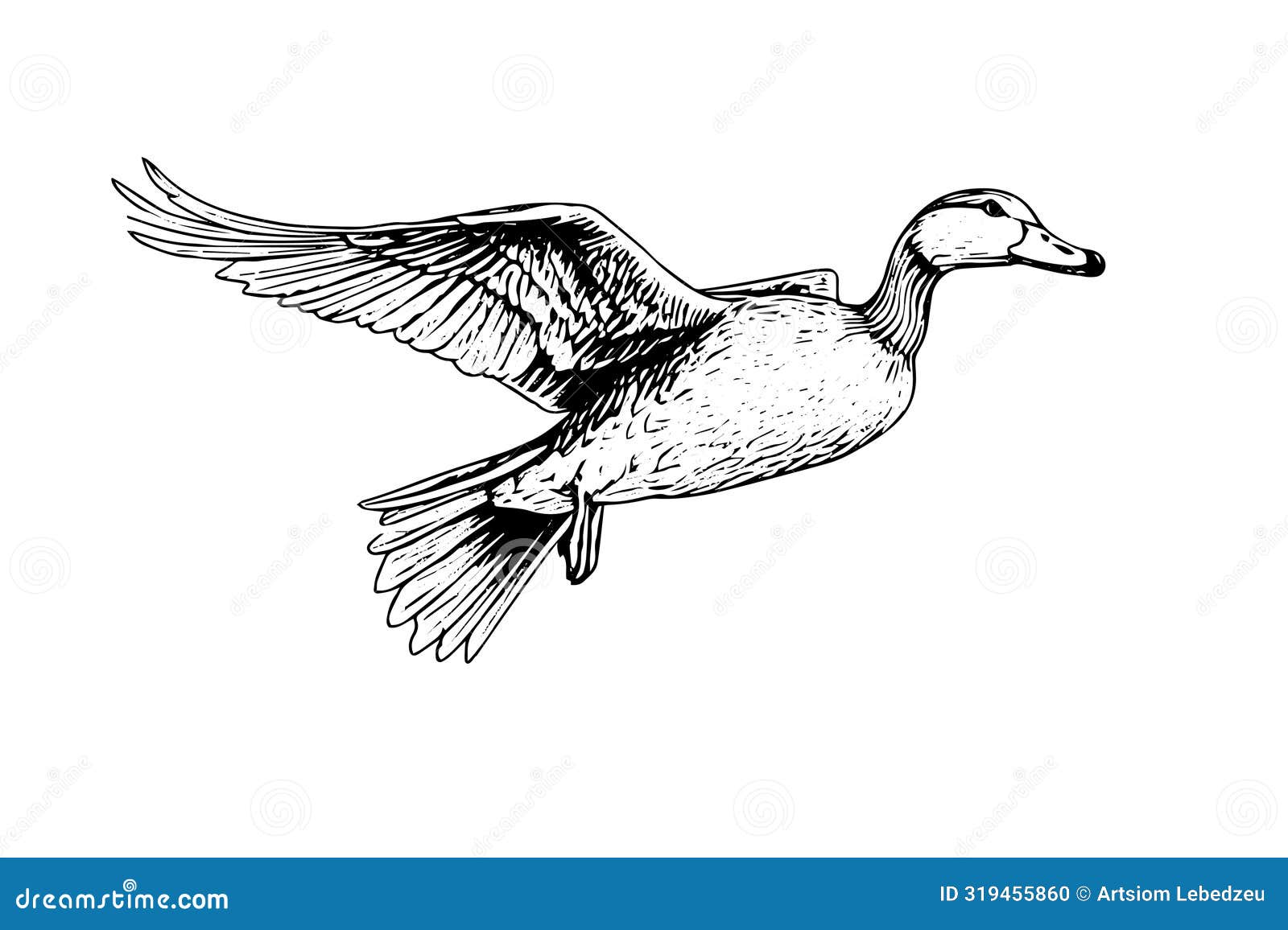 Flying Duck Hand Drawn Ink Sketch. Engraved Style Vector Illustration ...