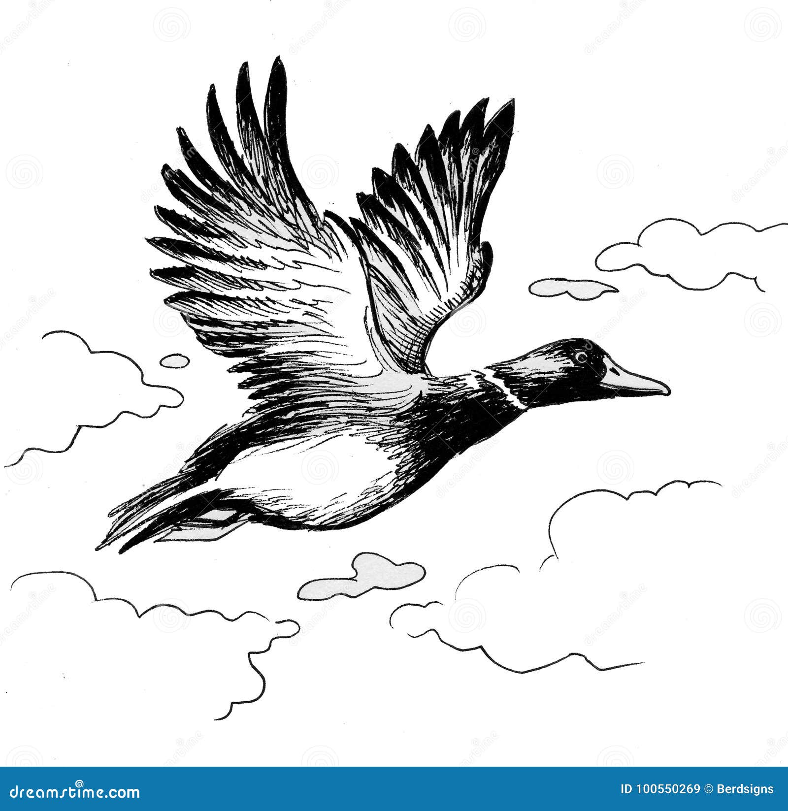 Flying duck stock illustration. Illustration of bird - 100550269