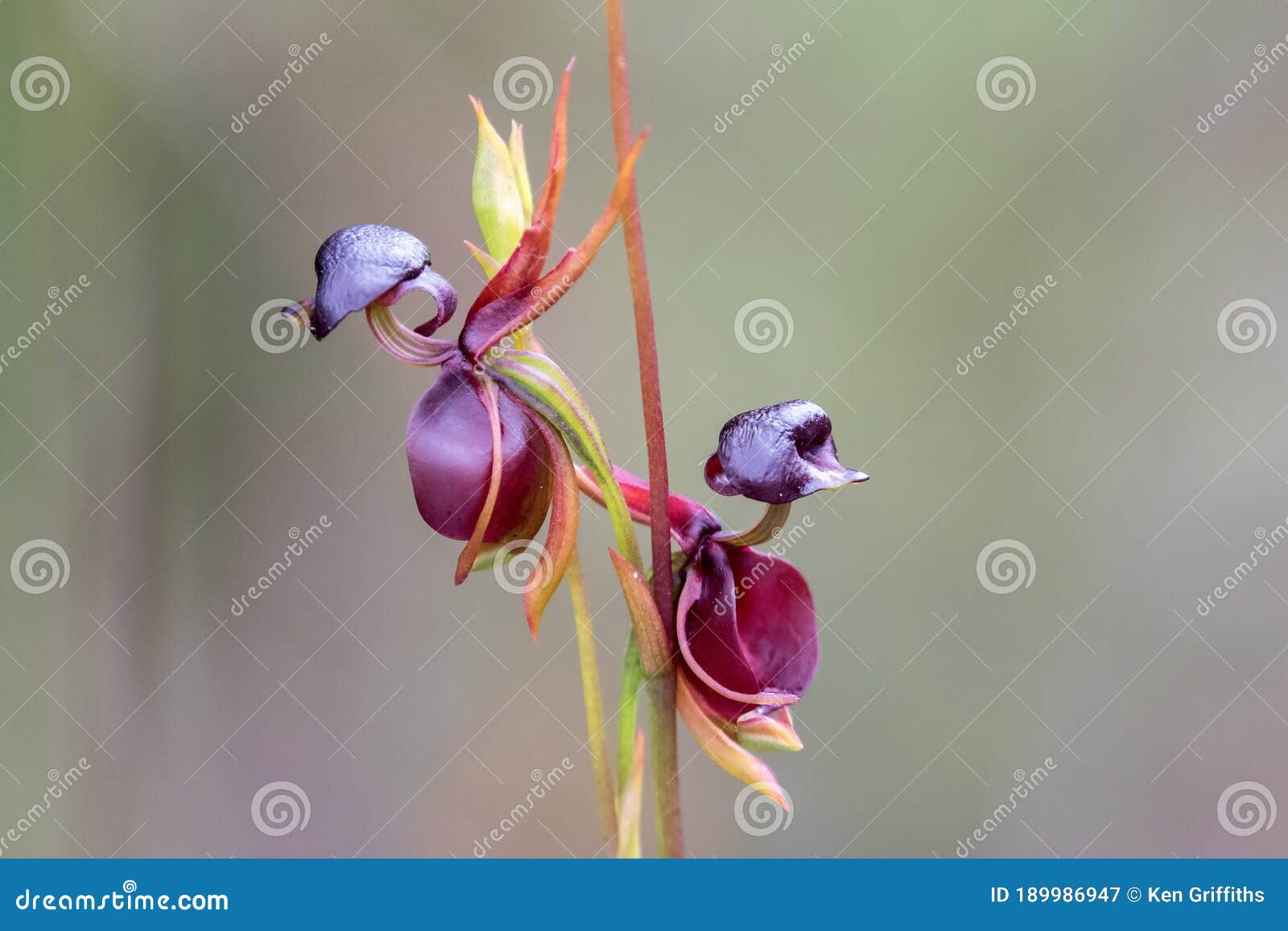 Flying Duck Orchid stock image. Image of australia, caleana - 189986947