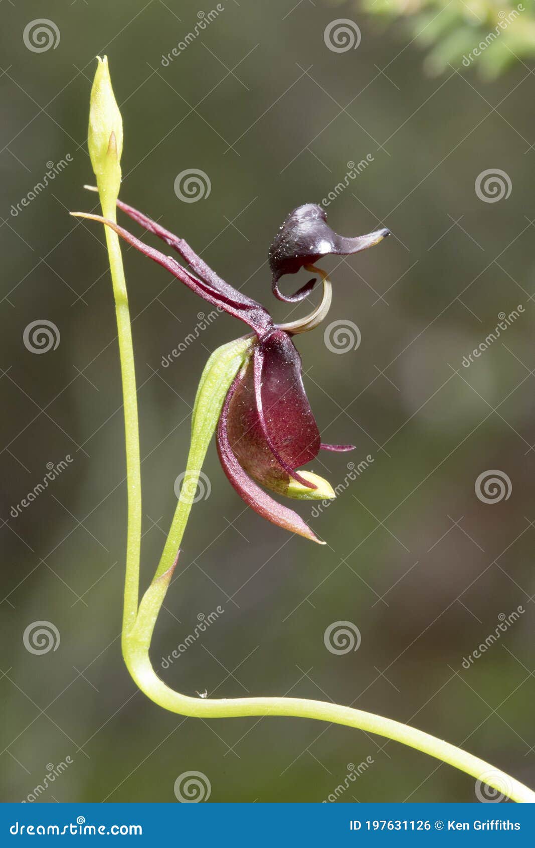 Flying Duck Orchid stock photo. Image of australia, flying - 197631126