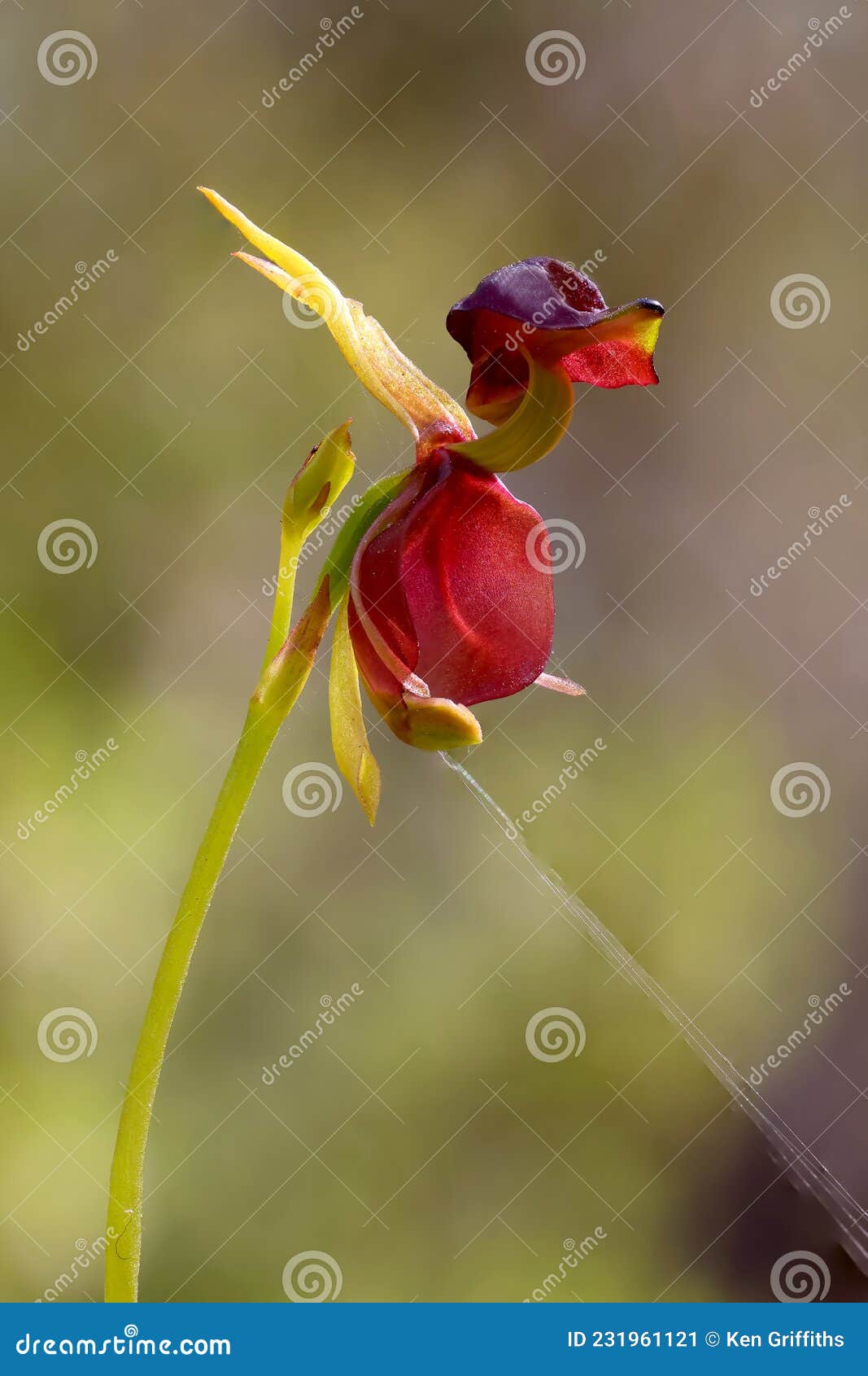 Flying Duck Orchid stock image. Image of flying, spring - 231961121
