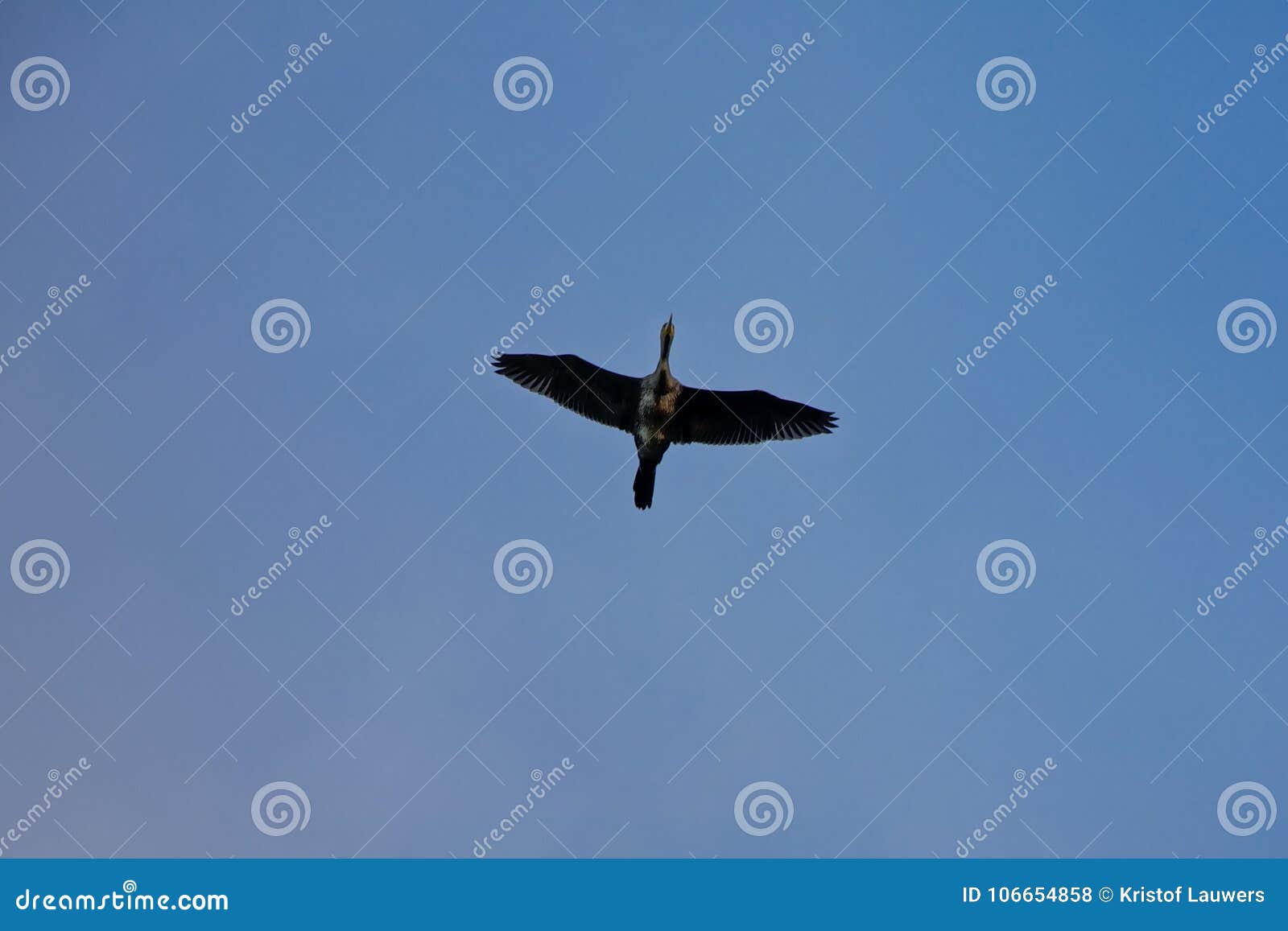 Flying Duck Profile, View from Below Stock Photo - Image of view ...